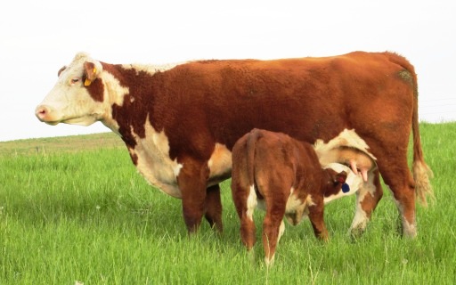 Simpson Polled Herefords - Featured Dams