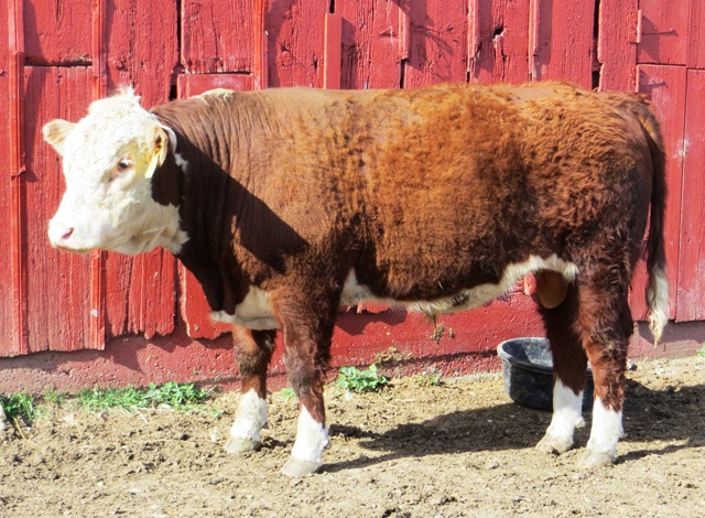 Simpson Polled Herefords - Animals For Sale