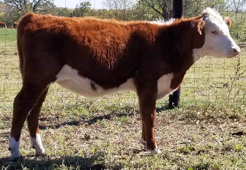 Simpson Polled Herefords - Animals For Sale
