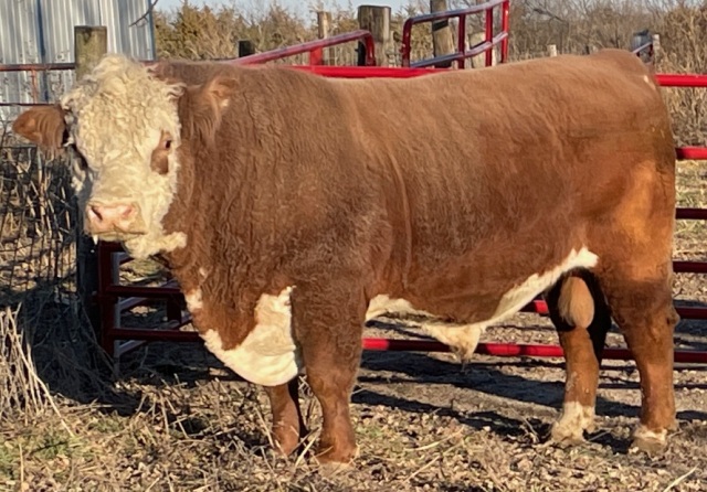 Simpson Polled Herefords - Herd Sires