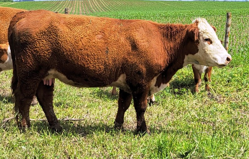 Simpson Polled Herefords - Featured Dams