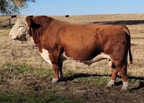 Simpson Polled Herefords - Herd Sires