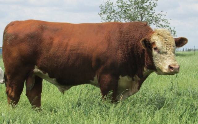 Show your bull(s) - Put a pic up | CattleToday