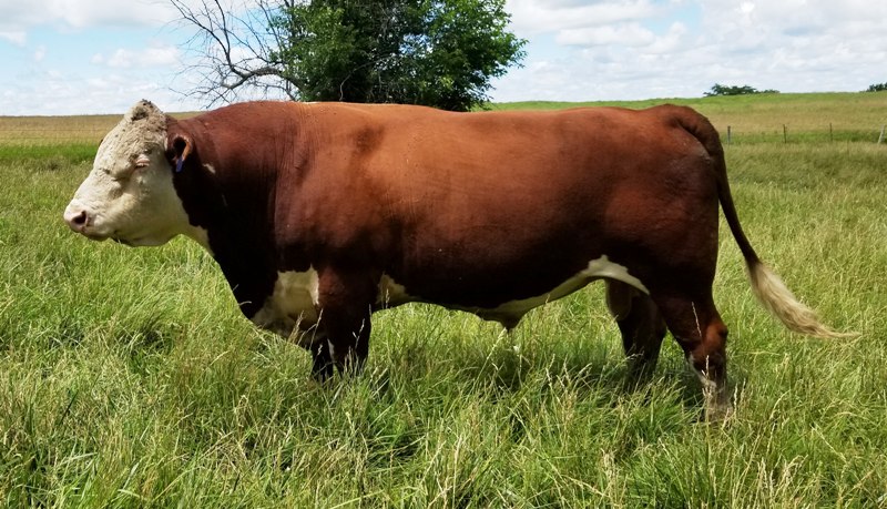 Simpson Polled Herefords - Reference Sires