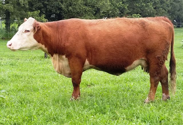 Simpson Polled Herefords - Featured Dams